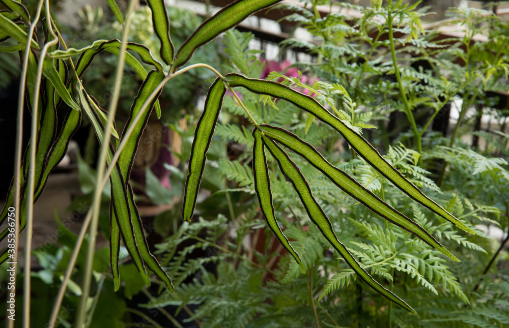 Exotic flora. Closeup view of a Cyathea cooperi fern, also known as ...