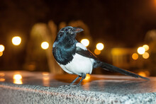Winter Magpie Bird Free Stock Photo - Public Domain Pictures