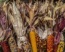 Indian Corn Fall Arrangement Free Stock Photo - Public Domain Pictures