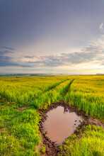 Puddle Of Water With Tire Tracks Free Stock Photo - Public Domain Pictures