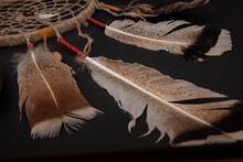 White Feather On The Ground Free Stock Photo - Public Domain Pictures