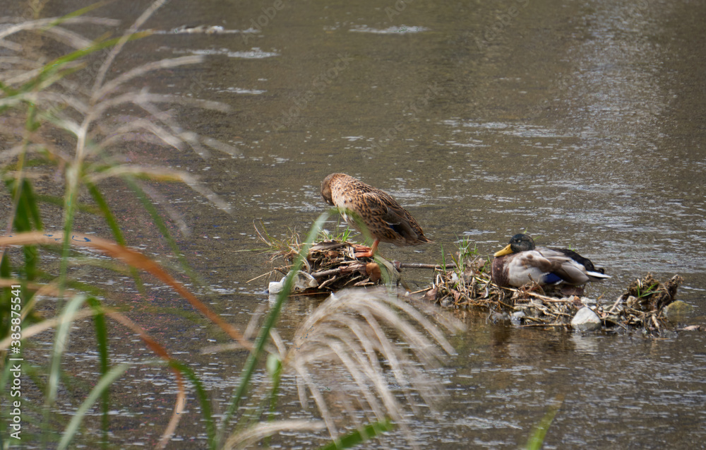 duck in the Kamogawa river kyoto of Japan Stock Photo | Adobe Stock
