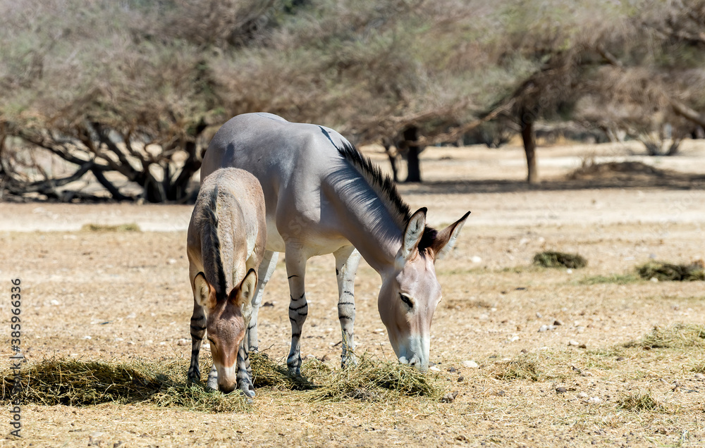The African wild donkey (Equus africanus) is gray with black stripes on ...