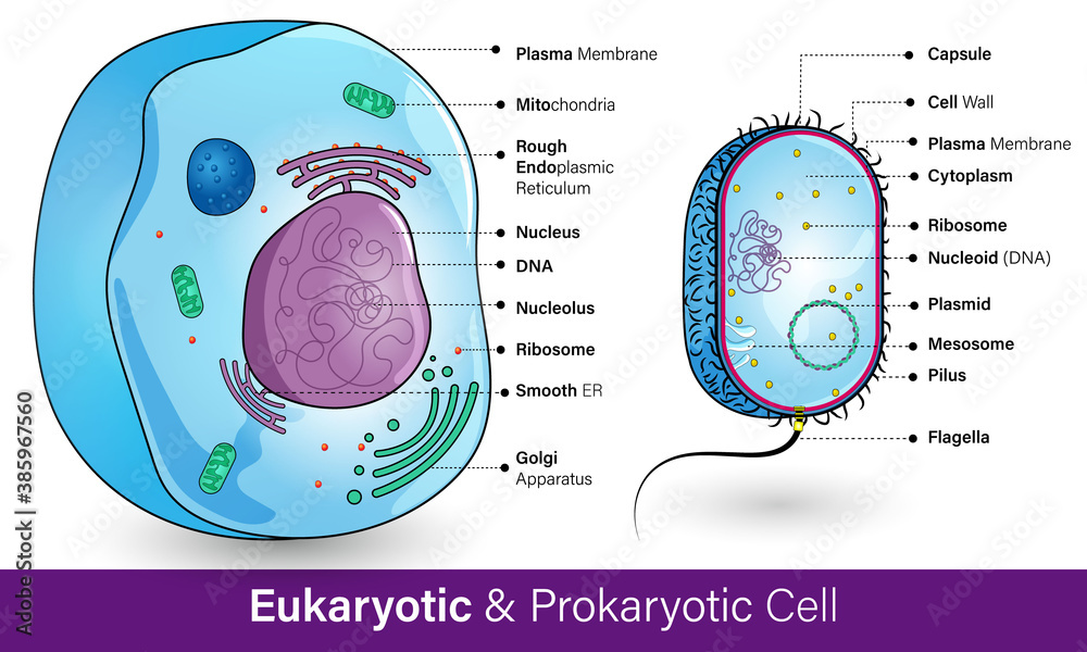 Prokaryotic vs Eukaryotic cell. difference between animal cell and ...