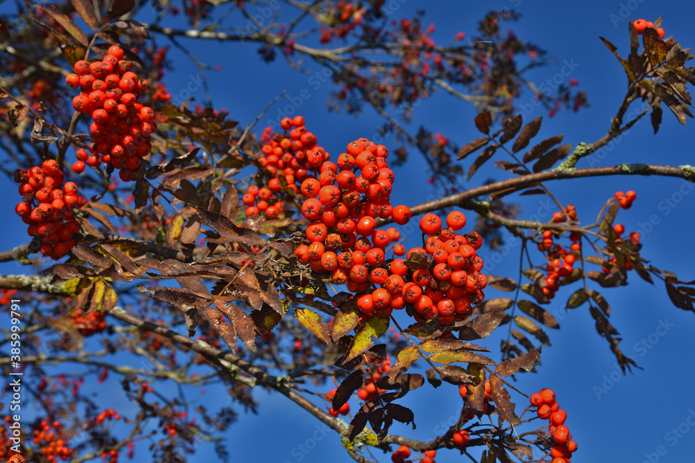 Foto de Stock Vogelbeerbaum, Eberesche, Sorbus aucuparia, Rowan tree ...