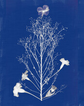 Cyanotype Leaves Free Stock Photo - Public Domain Pictures