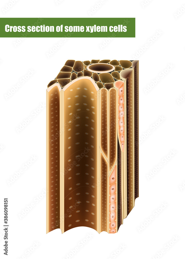 Cross section of some xylem cells. Xylem is a type of transport tissue ...