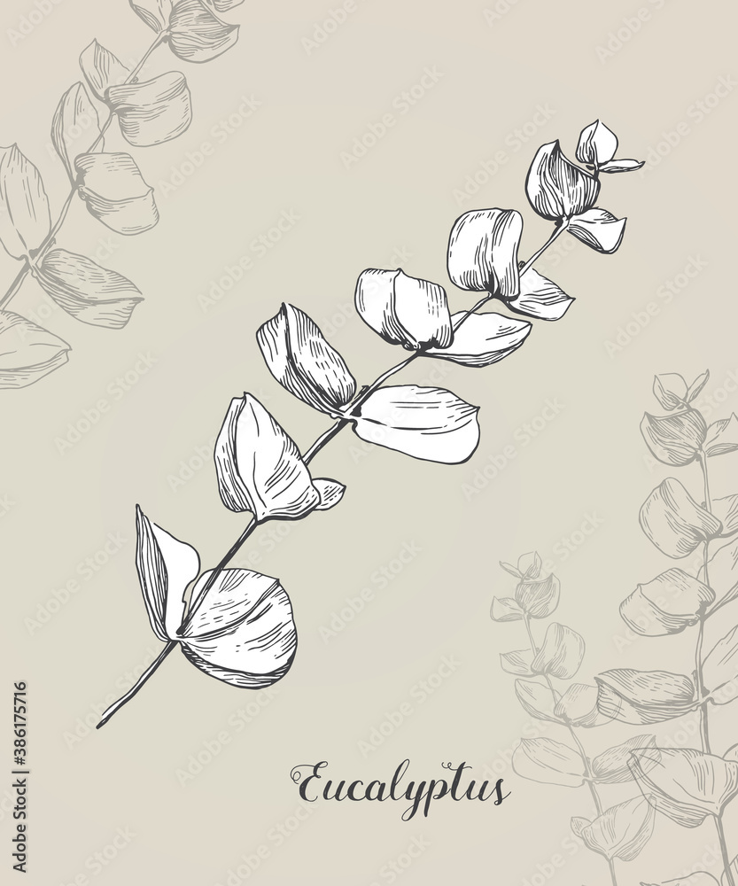Vector de Stock Eucalyptus branch. Hand Drawn Botanical line art ...