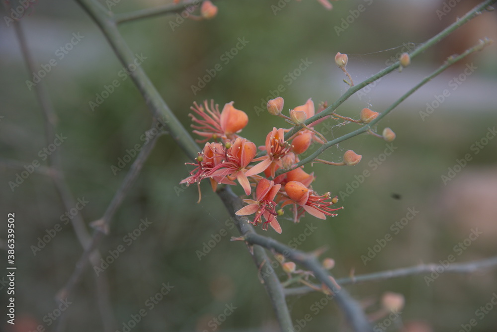 Capparis decidua, known in Hindi as karira or kerda, is a useful plant ...