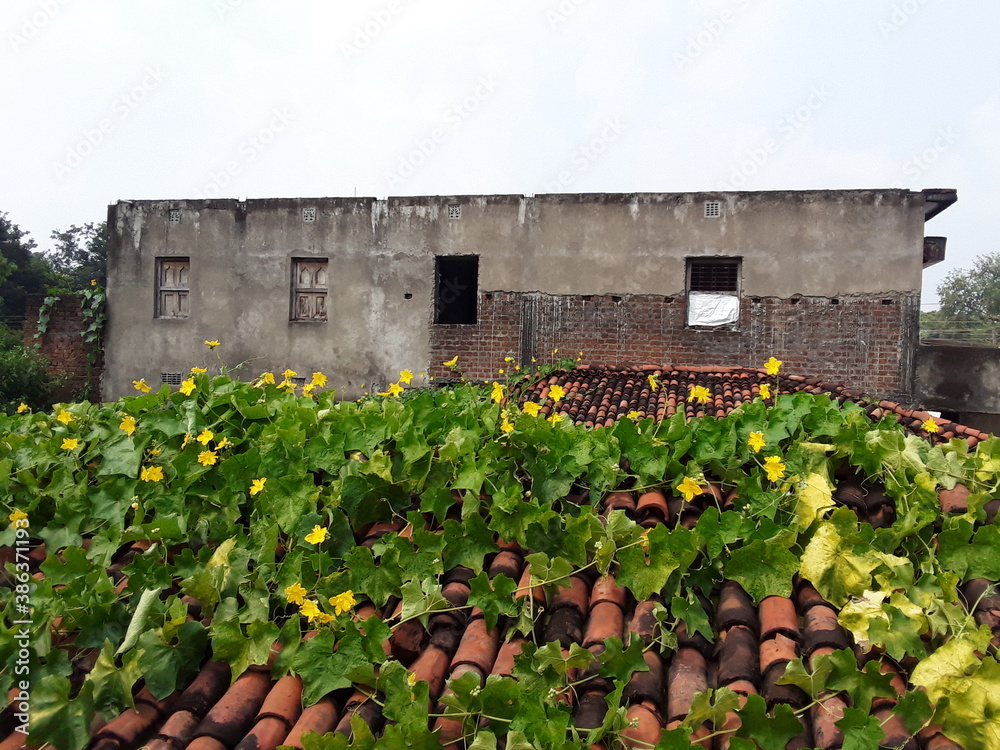 Sponge Gourd, Ridge Gourd, Snake Gourd, Turai, Tori, Turaiya, Gilki ...