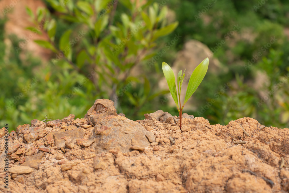 A strong seedling growing in the center trunk of cut stumps. tree ...