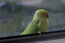 Parakeets In Oosterpark, Amsterdam Free Stock Photo - Public Domain ...