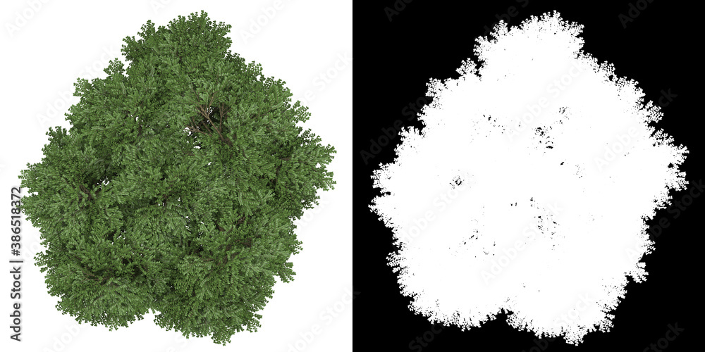Top view of Generic Tree. PNG with alpha channel to cutout. Made from ...