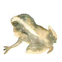 Frog Japanese Vintage Art Free Stock Photo - Public Domain Pictures