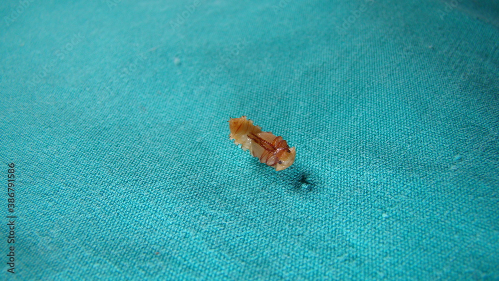 mealworms, meal worms, mealworm, meal worm | closeup pupa on green ...