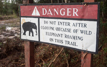 Mountain Lion Crossing Sign Free Stock Photo - Public Domain Pictures
