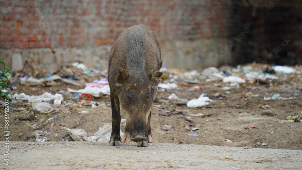 Indian pig close to the wild exterior digging in the garbage in the ...