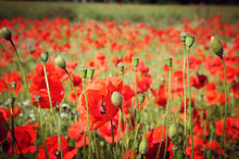 Red Poppy And Seed Pod Free Stock Photo - Public Domain Pictures