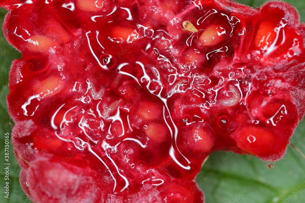 larvae of Drosophila suzuki in the raspberry fruit. It is a fruit fly a ...