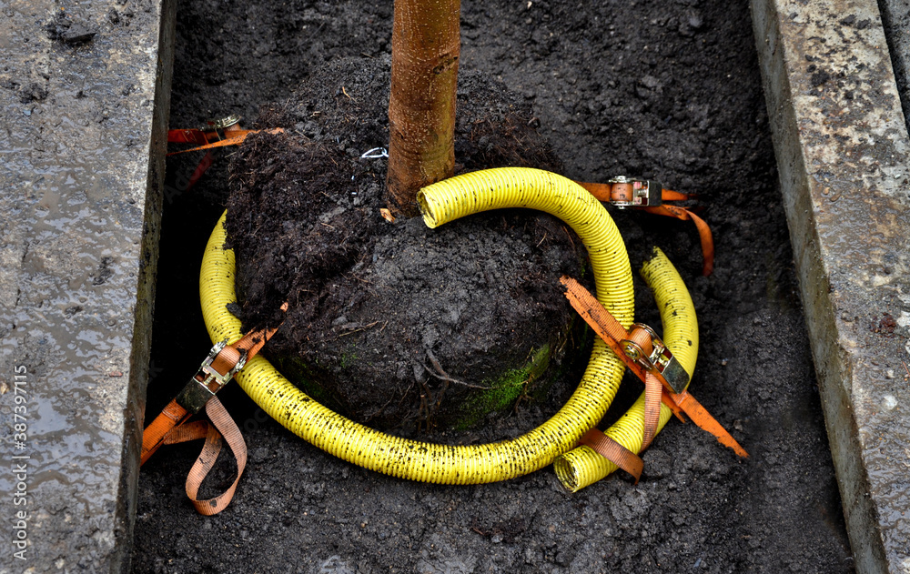 Foto de Stock installation of underground tree anchoring in an urban ...