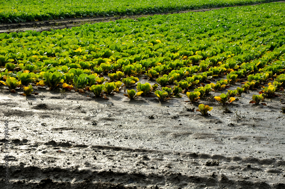 Foto de Stock floods in the fields destroy the cabbage crop. rows of ...