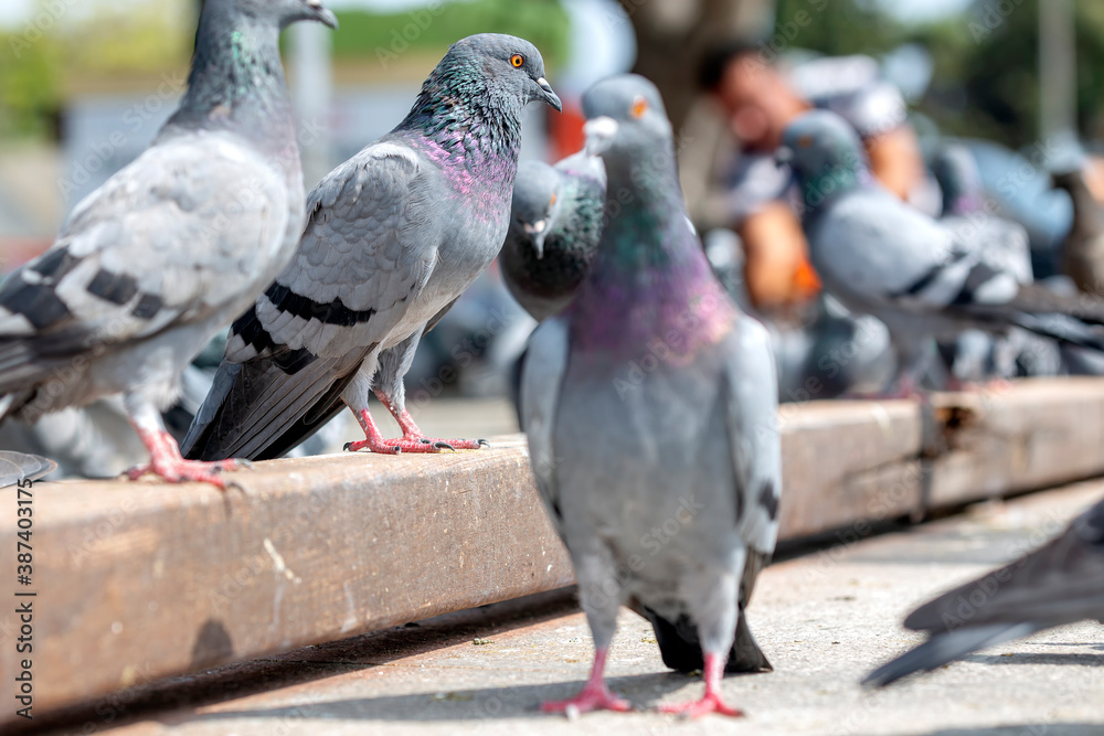 Stock-Foto „View of the pigeon (Columbidae). Pigeons and doves are ...