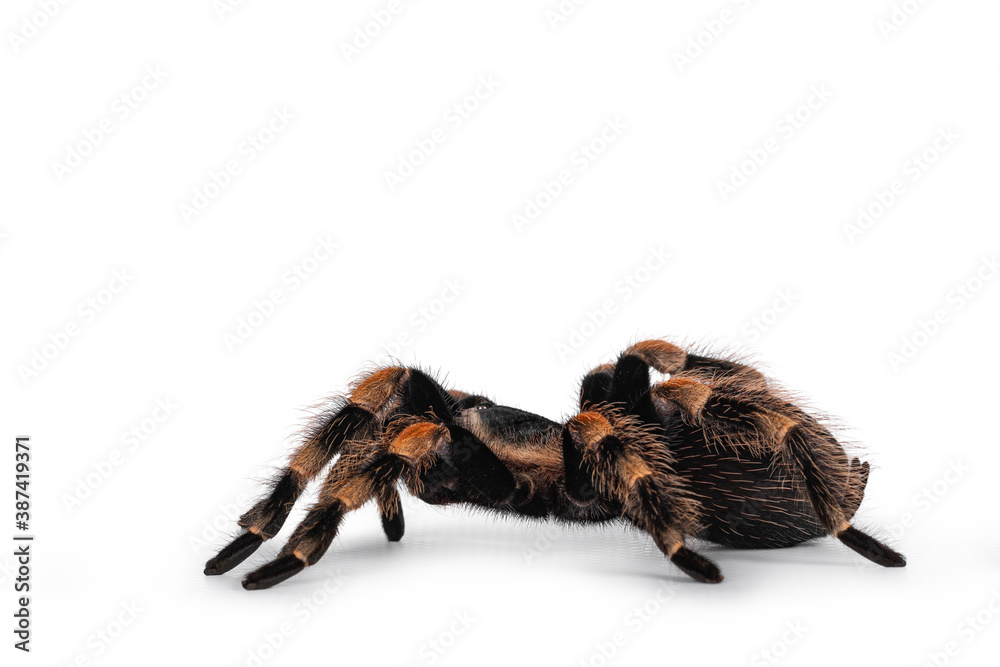 Side view of moving Mexican Redknee tarantula aka Brachypelma hamorii ...