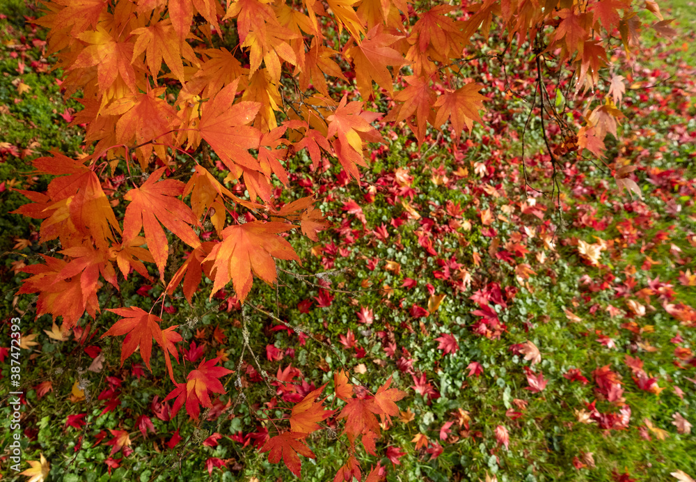 Acer maple trees in a blaze of autumn colour, with fallen leaves on the ...