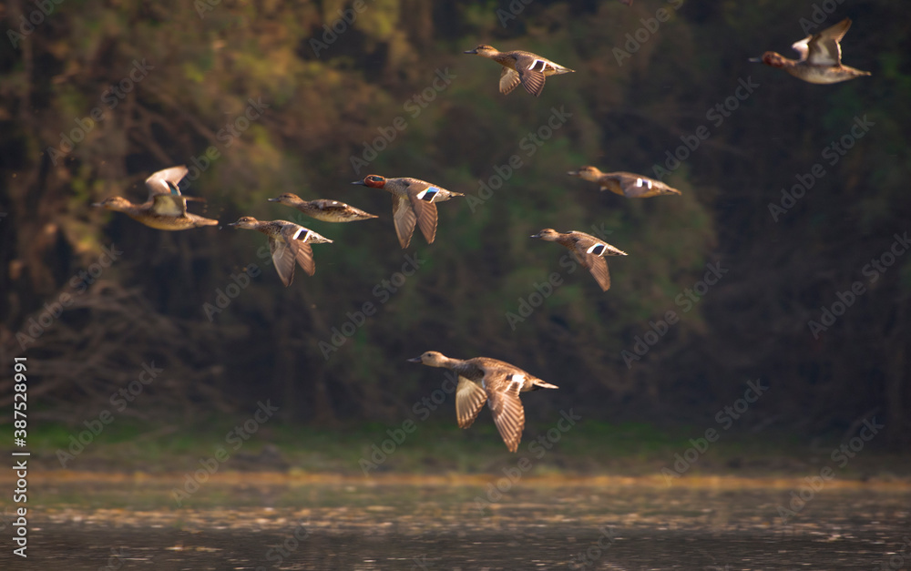 flock of flying ducks. The Eurasian teal, common teal, or Eurasian ...