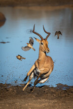 Impala Free Stock Photo - Public Domain Pictures