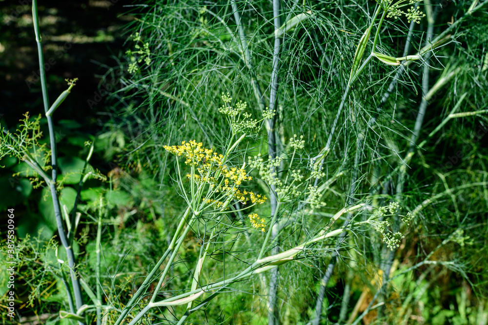 Close up of many green flowers of anise plant, also known as aniseed or ...