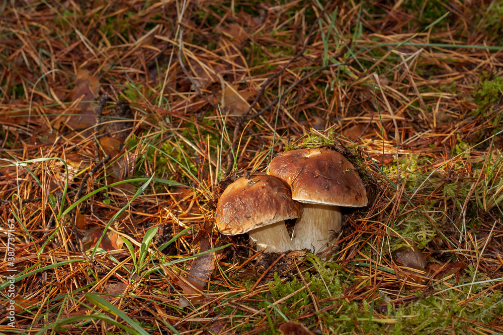 Boletus edulis, comúnmente conocido como cep, penny bun, porcino o ...