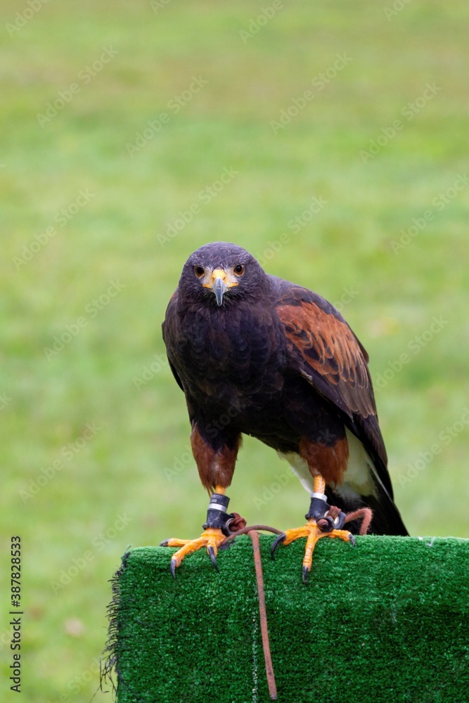 Photo Stock A close up portrait of a harris's hawk parched on a ...