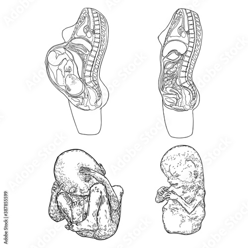 Woman and pregnancy diagram set. Detailed female body organs anatomy ...