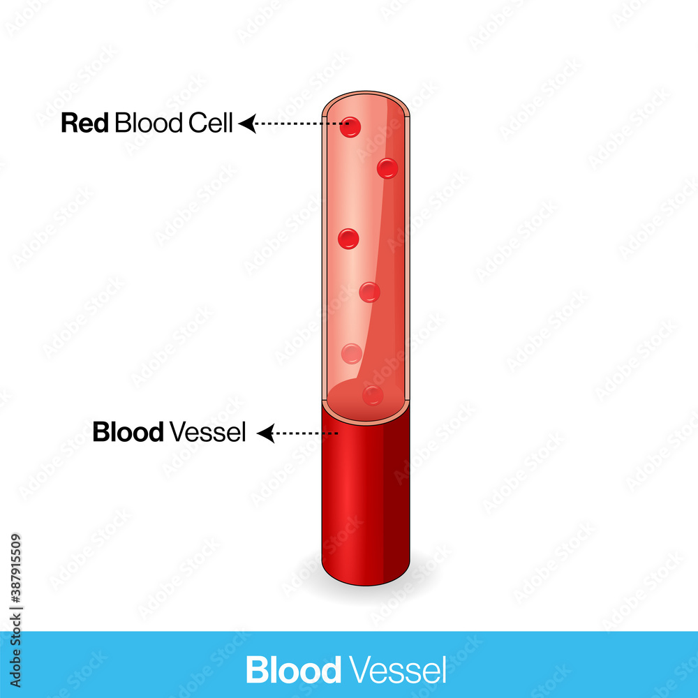 Cross section of blood vessel, Artery or capillary of Human body ...