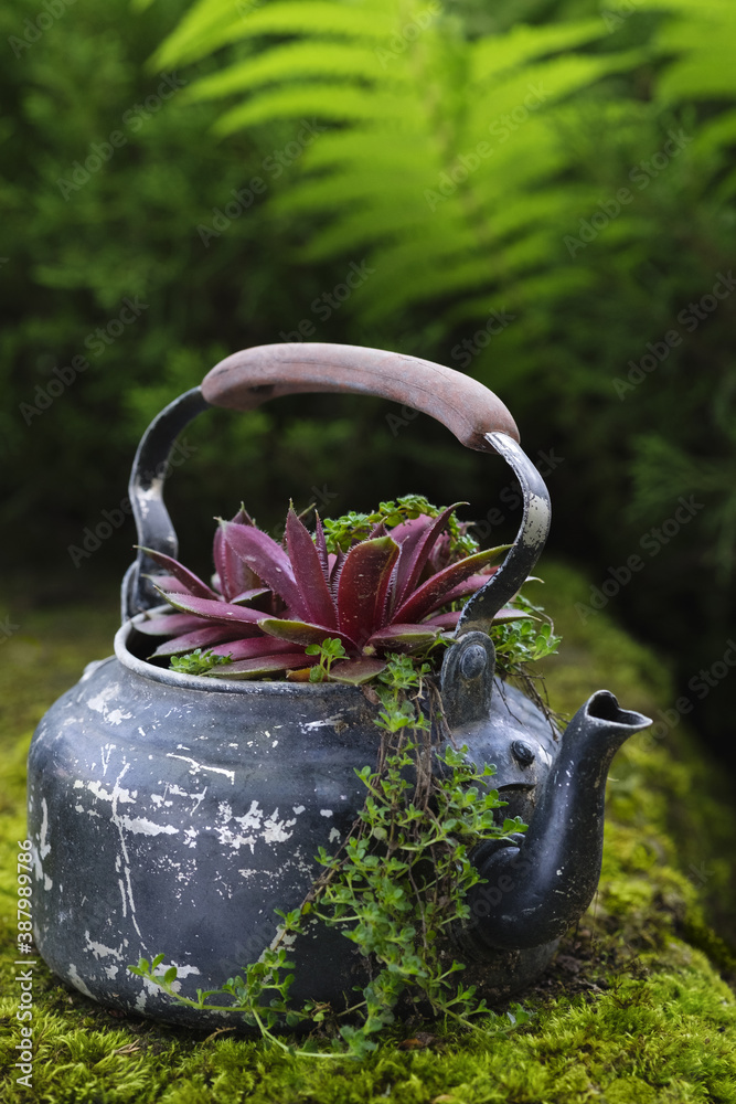 Reused planter ideas. Second-hand kettles, old teapots turn into garden ...