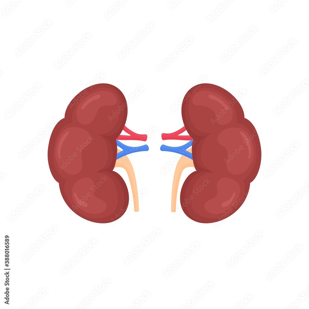 Anatomical colorful human kidneys scientifically accurate on white ...