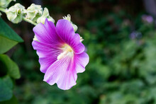 White Swamp Rose Mallow Wildflower Free Stock Photo - Public Domain ...
