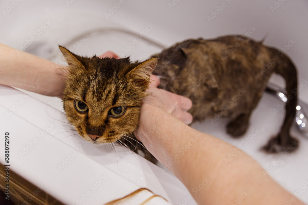 Foto de Stock Washing the cat in the bathroom. Wet cat in the bathtub ...