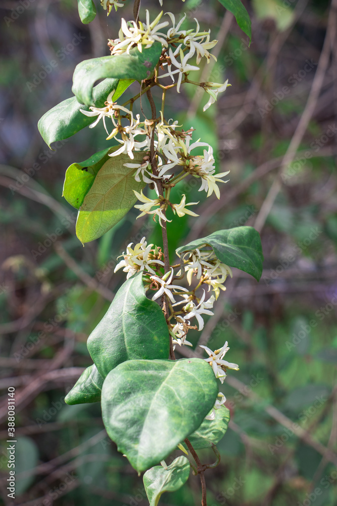 Closeup Secamone villosa blume (Toxocarpus Villosus) are flowering with ...