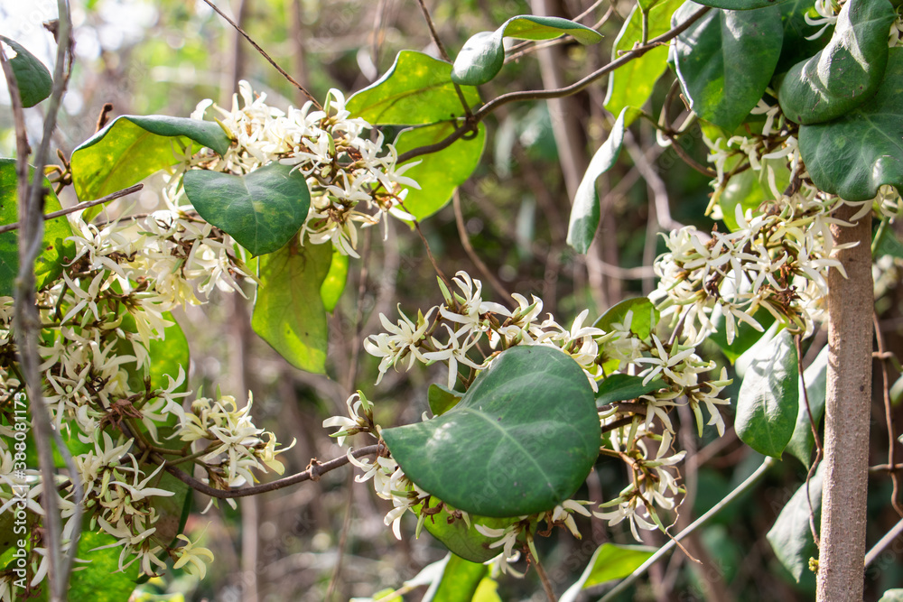 Closeup Secamone villosa blume (Toxocarpus Villosus) are flowering with ...