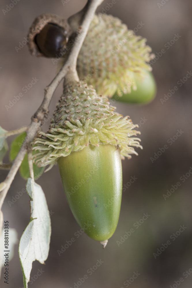 Quercus suber cork oak tree of humid Mediterranean climate produces ...