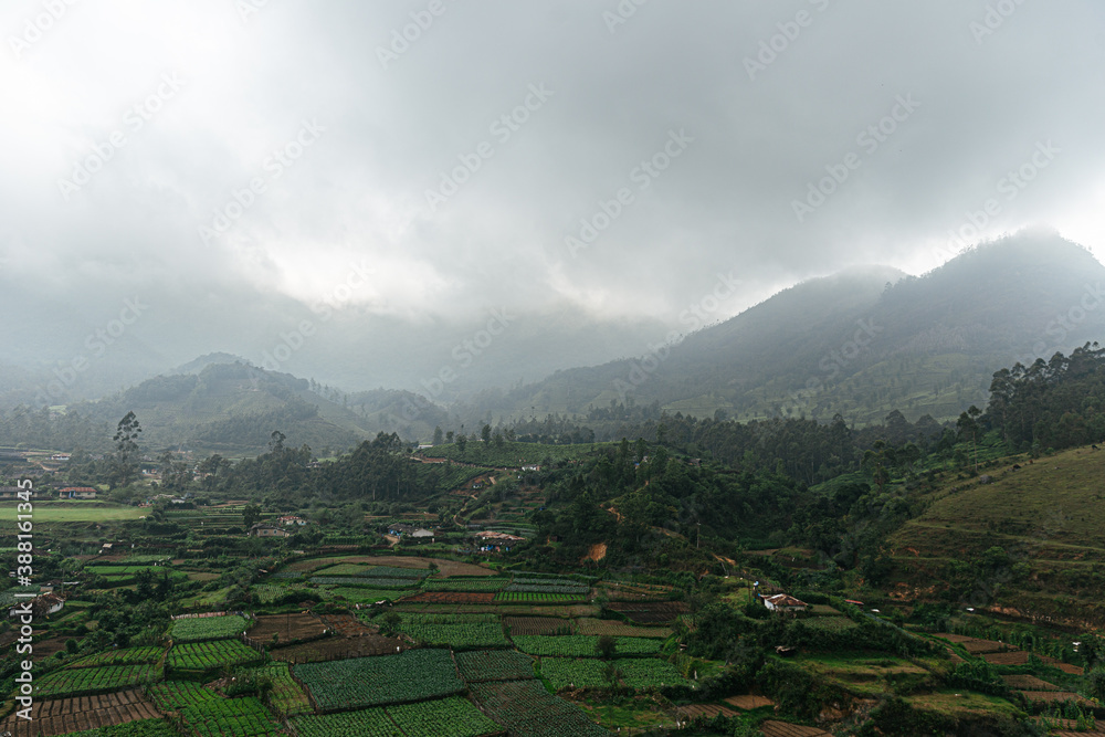 Misty tea fields and hills in Munnar, India Stock Photo | Adobe Stock