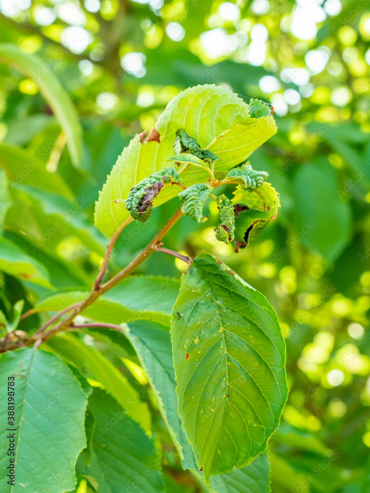 Fruit tree leaves are damaged by insects. The leaves were damaged with ...