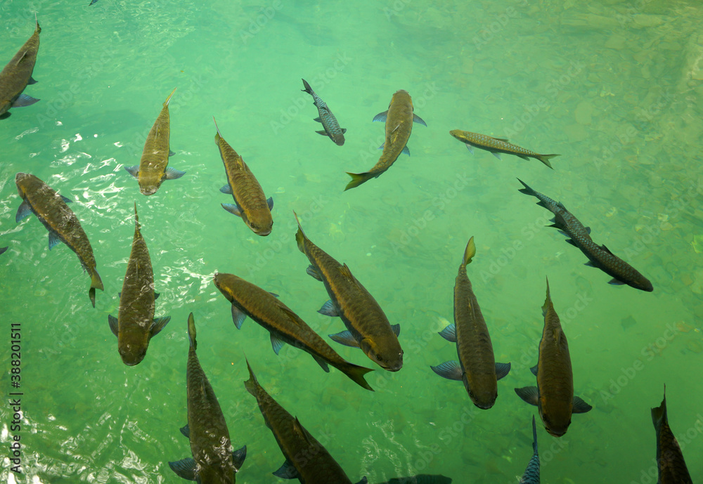 soro brook carp or antimony fish is a freshwater fish of Thailand ...