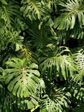 Delicious Monster Plant In A Tree Free Stock Photo - Public Domain Pictures