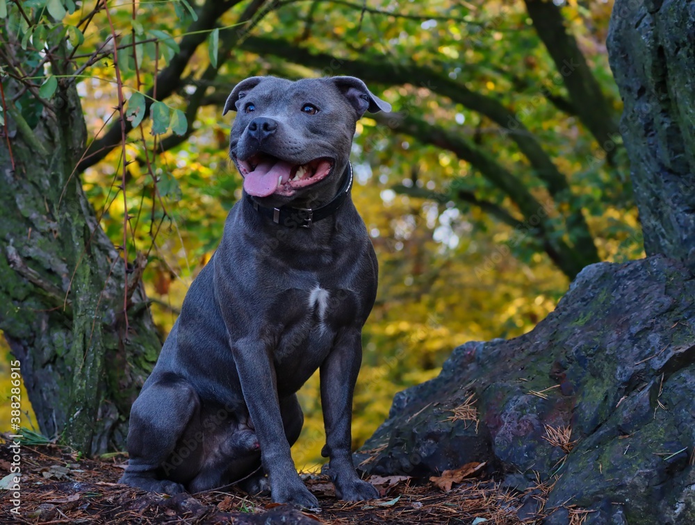 Sitting English Staffordshire Bull Terrier in the Autumn Forest. Happy ...