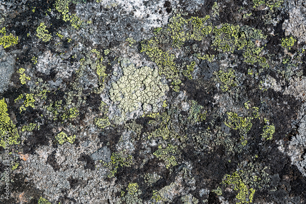 Natural texture of a stone covered with lichen. Lichen patterns on a ...