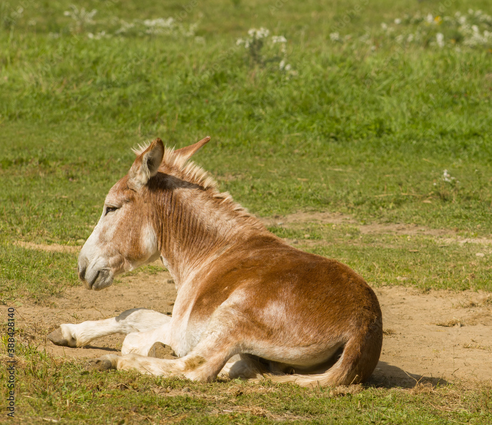 domestic donkey laying down in grass field in sleeping position or ...