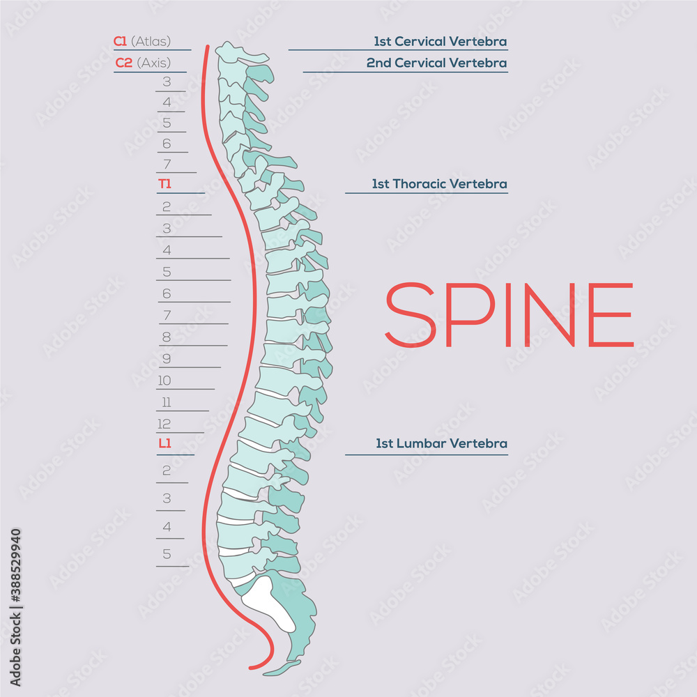 Vector Medical illustration of the Spine, diagram of the human spinal ...
